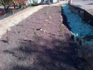 Micro-bioretention and landscape planting at Community Temple Church in ...